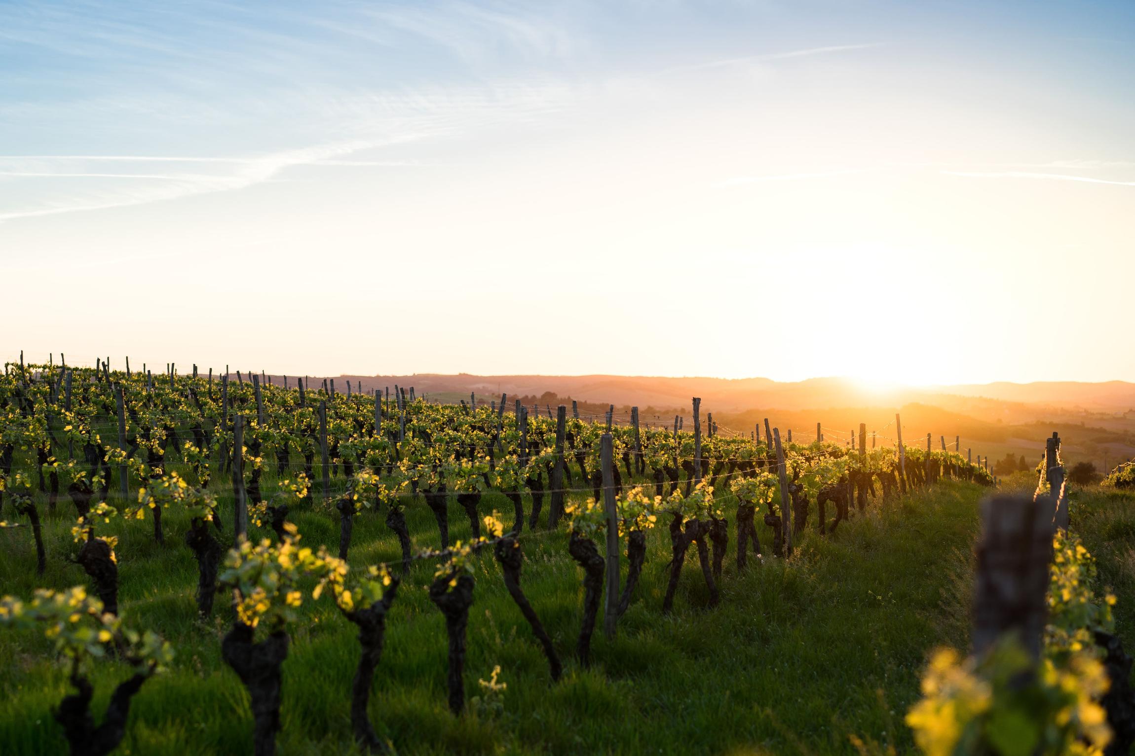 The Ten Most Expensive Italian Wines: Legendary Labels | Italy Sotheby ...